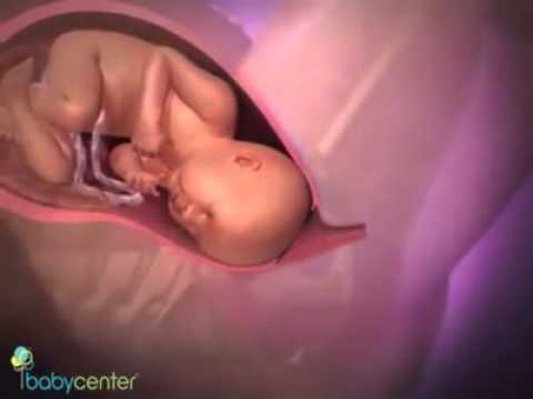 UŞAĞIN DOĞULMASI ANİMASİYASI - saglamTV