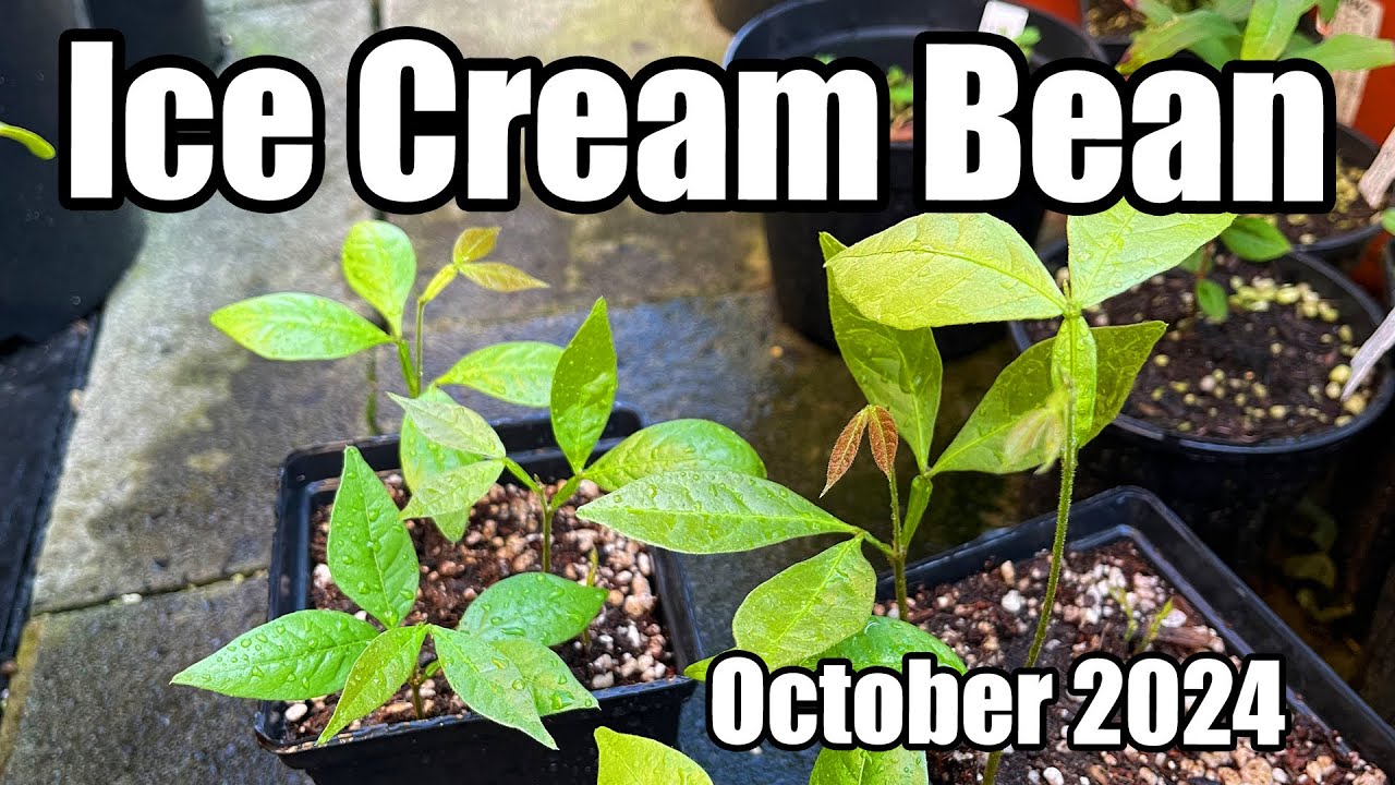 Ice Cream Bean Seedling Update - October 2024 - YouTube