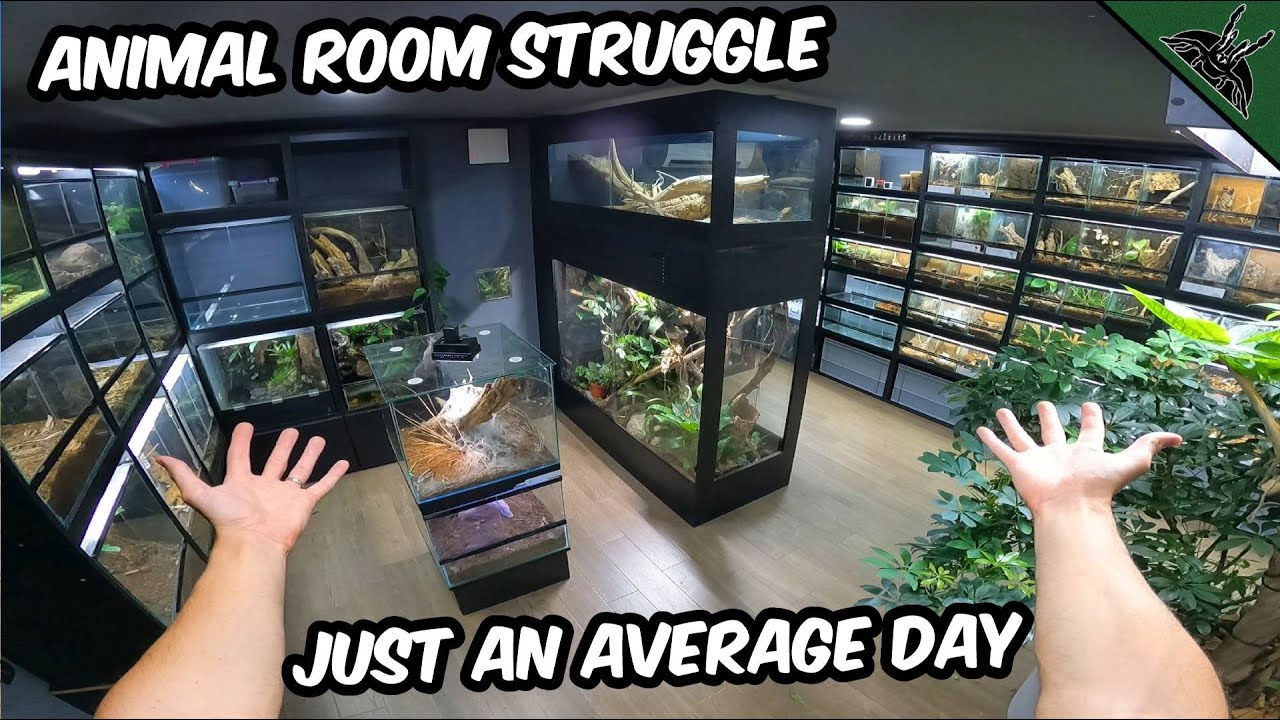 What is Like to MAINTAIN an ANIMAL ROOM with Loads of Animals - A day ...