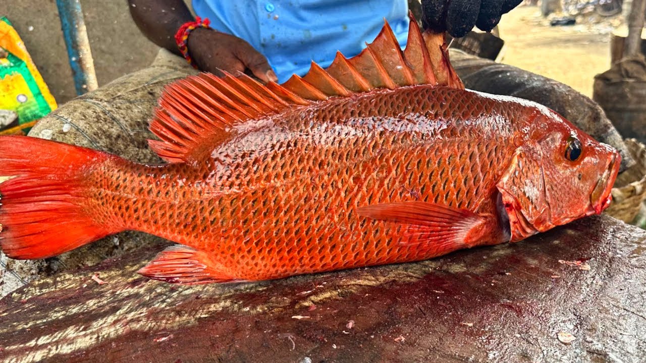 2 KG RED SEA BASS FISH CUTTING🔪KASIMEDU FISH CUTTING🔪KF FISH CUTS - YouTube