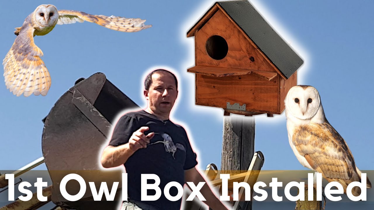 Barn Owl Box How to Make and Install on a poll. Owls Nestbox - YouTube