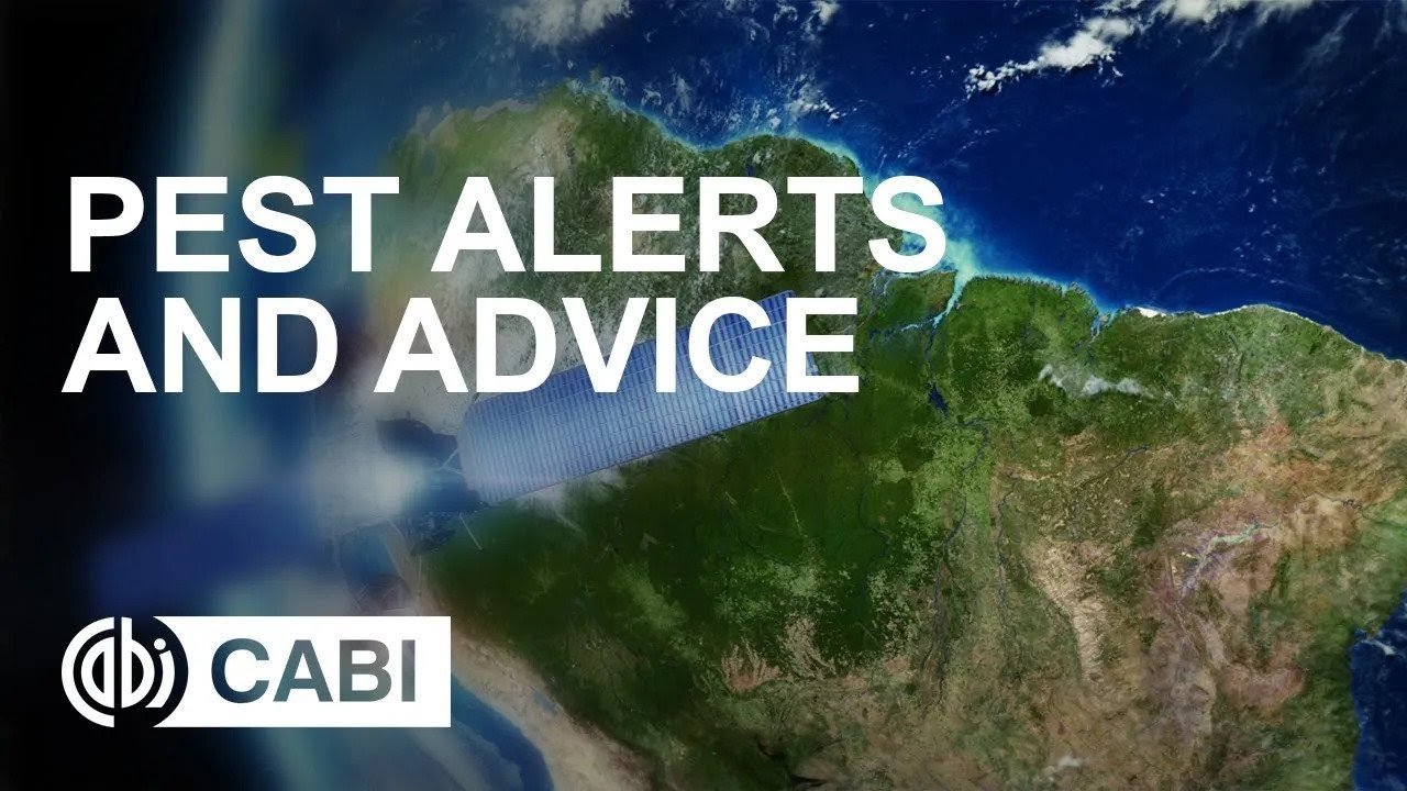 Pest alerts and advice with PRISE - YouTube