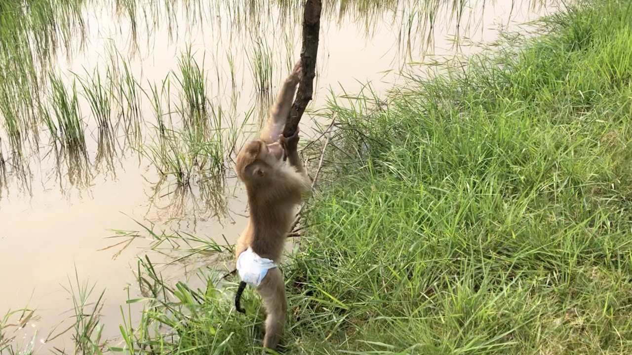Jason Determine To Bring Wooden Stick Jump Acrobat Find Insect In Green ...