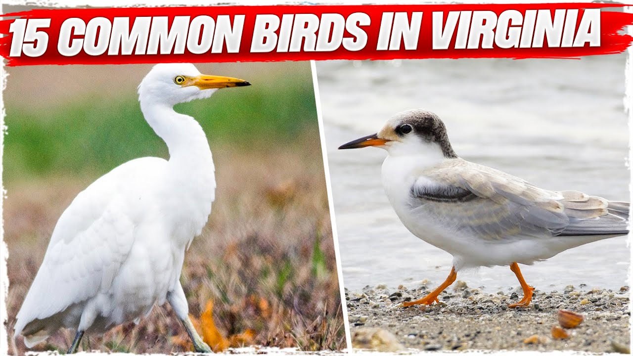 Common Birds In Virginia