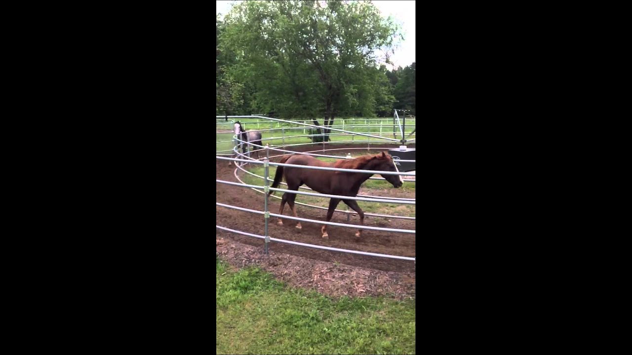 Free Style Horse Exerciser - YouTube