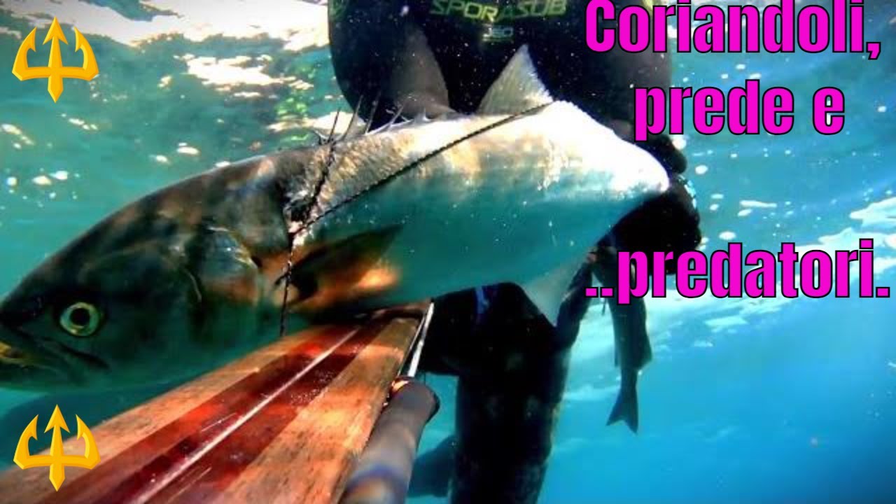 Pesca Sub : 🔱 Coriandoli, prede e... predatori. (Pesca sub Sardegna) - YouTube