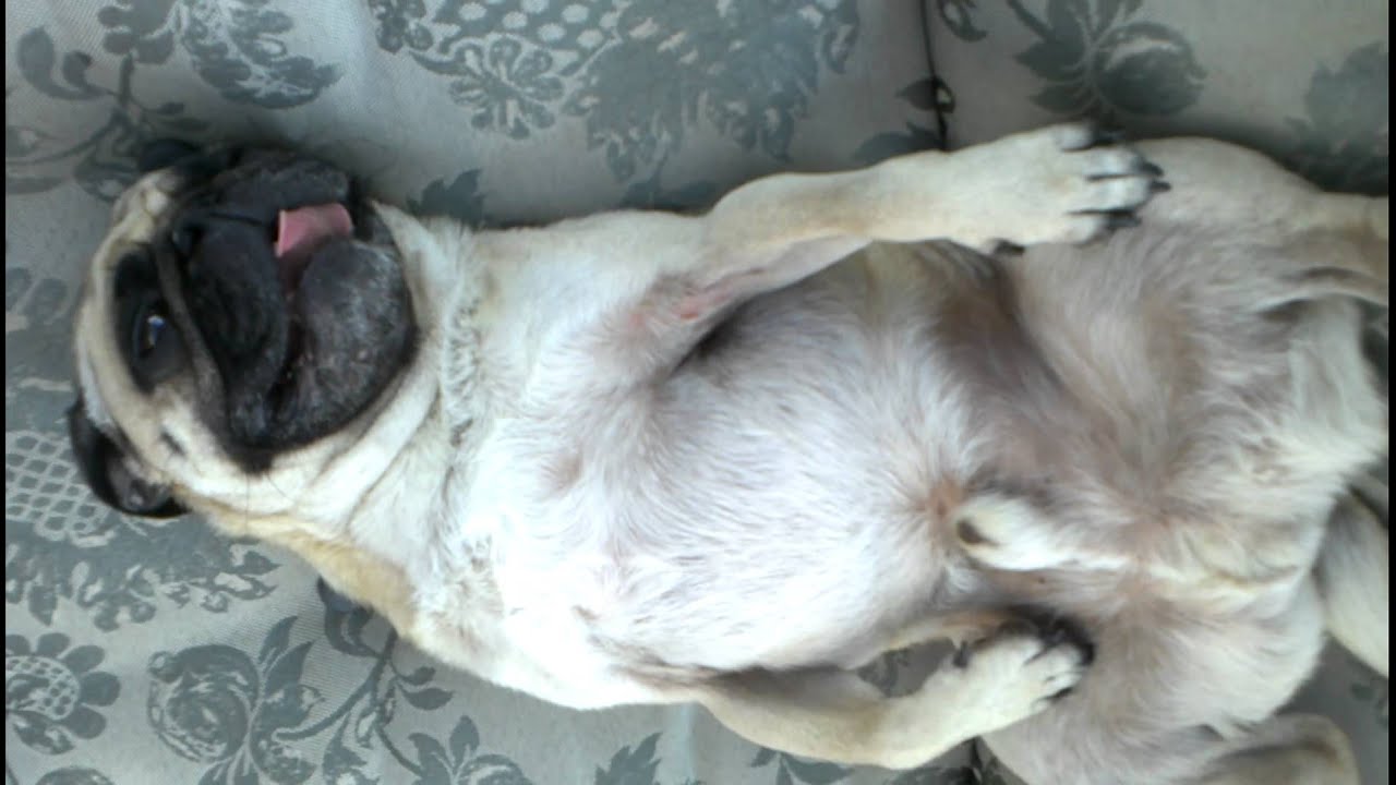 Chill Pug - YouTube