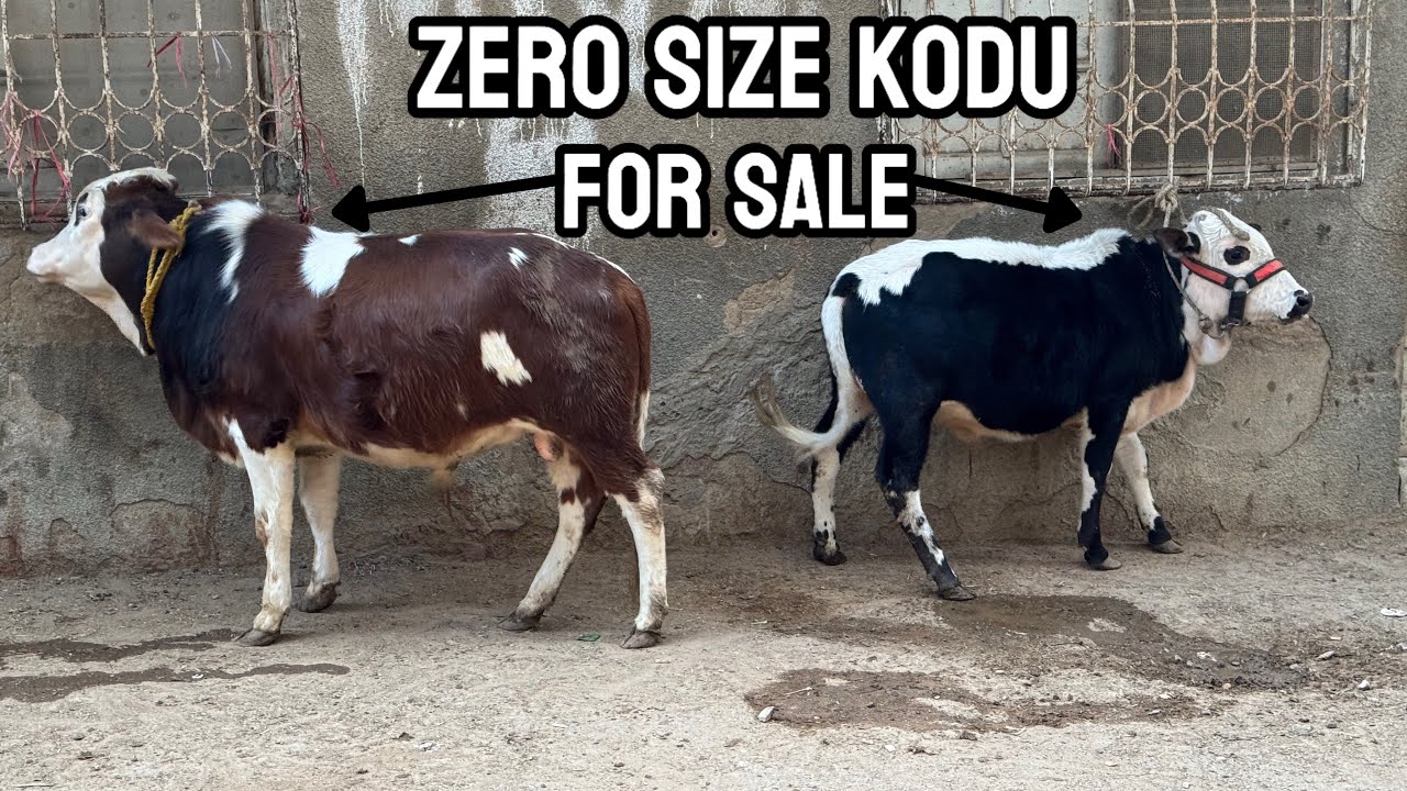 Zero size kodu | for sale | cow for sale | rare breed | fancy cow ...