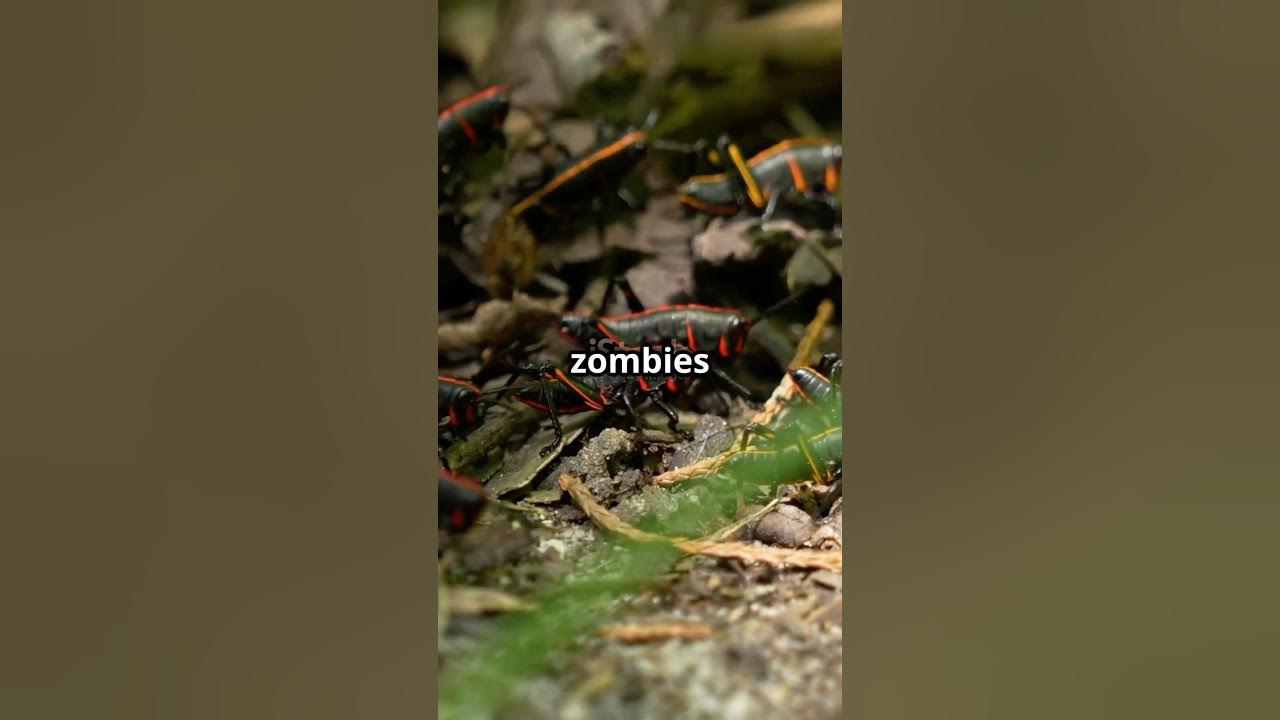 There’s a fungus that turns Ants into Zombies 🧟‍♂️ - YouTube
