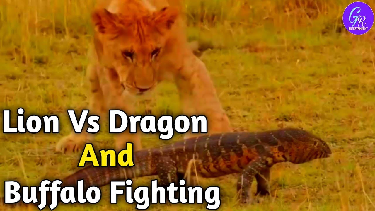 Lion Vs Dragon and Buffalo Fight In Jungle|| Animal Fighting For ...