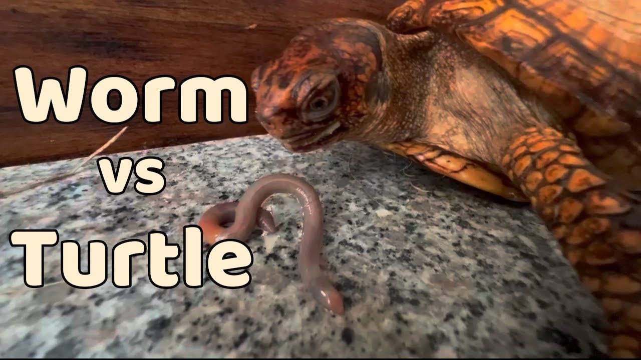 Worms Vs Turtle Feeding Worms To My Pet Box Turtle How Many Worms Can Worms Vs Turtle Feeding Worms To My Pet Box Turtle How Many Worms Can