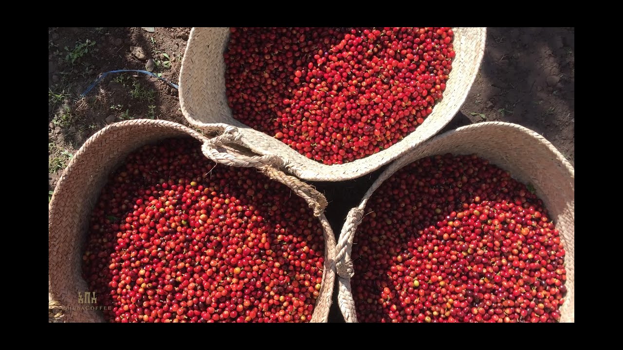 Episode 2 - What makes Yemeni coffee unique? - YouTube