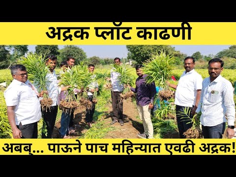 पाउने पाच महिन्यात एवढी अद्रक!| अद्रक प्लॉट काढणी| pawan agro - YouTube