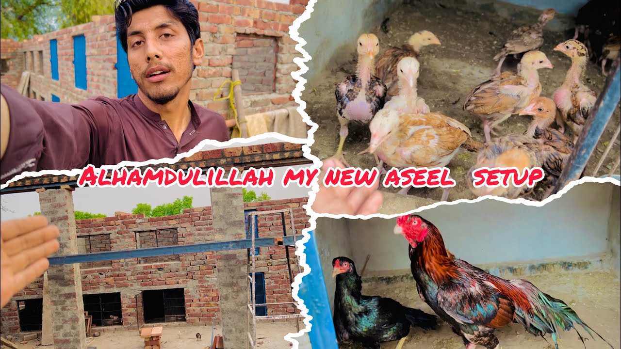 Alhamdulillah my new aseel setup ||aseel chicks Forsale || aseel poultry farm in Pakistan - YouTube