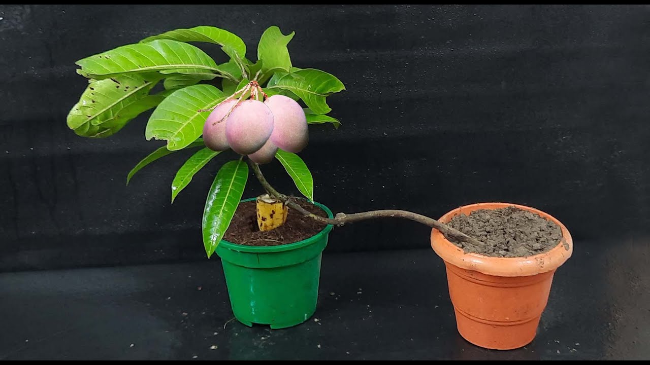 How to Air Layering Mango Tree / New Method to Grow Mango From Cutting ...