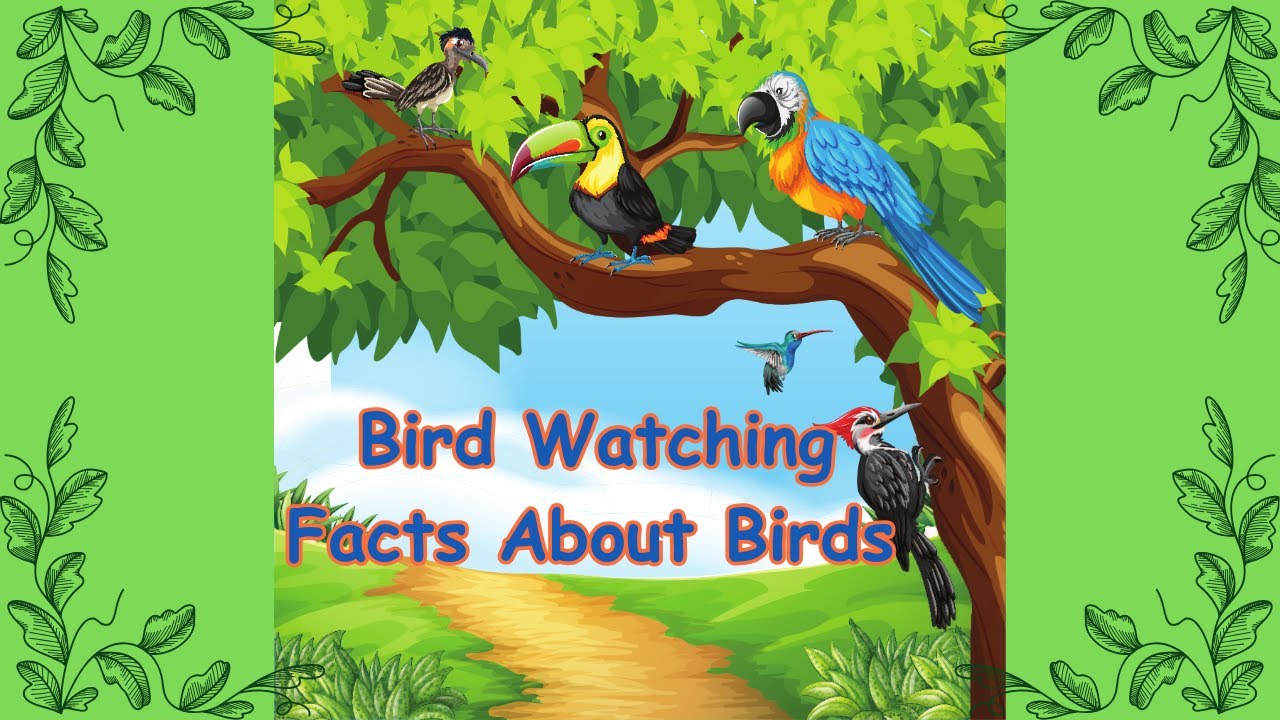Bird Watching - Fun Facts About Birds | Toddler Lesson on Birds - YouTube