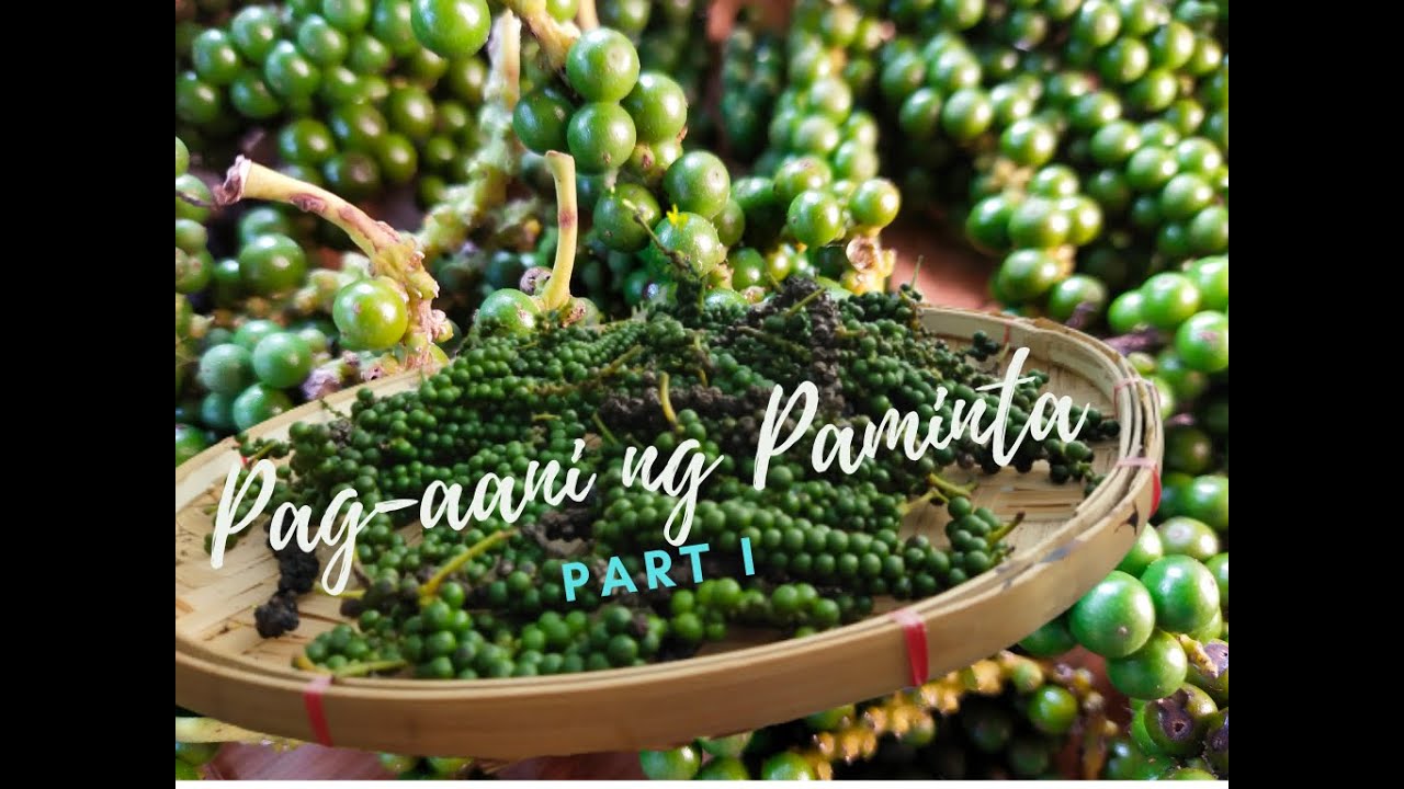 Pag - aani ng Paminta (Black Pepper) Part 1 - YouTube