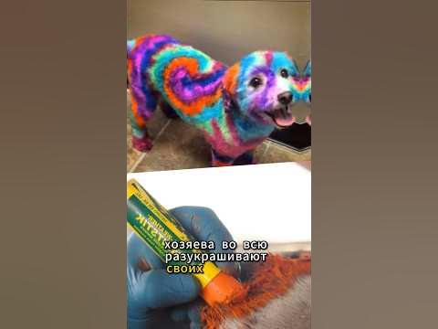 Краска для Животных Набирает Популярность - YouTube