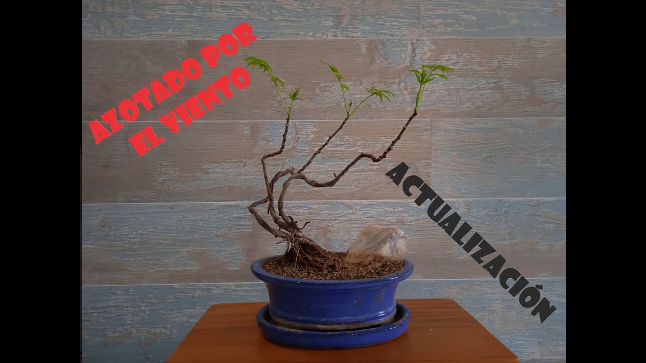 BONSAI AZOTADO POR EL VIENTO melia azedarach - YouTube