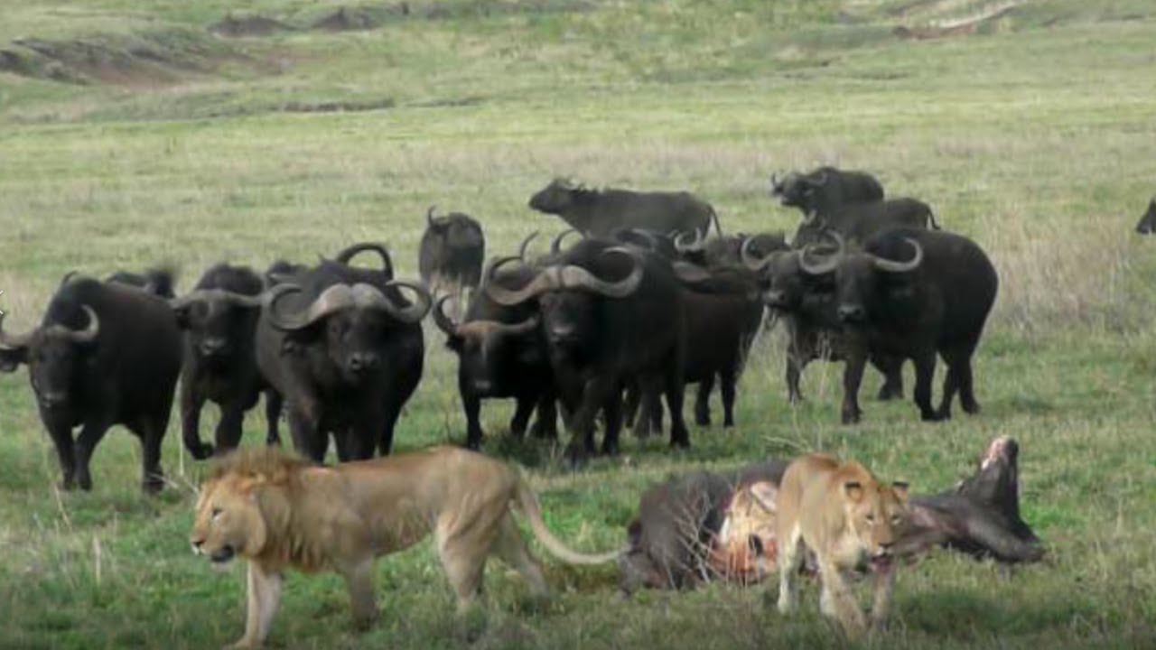 Lion contre Buffle - Safari Cratère du Ngorongoro - Tanzanie - Animaux ...