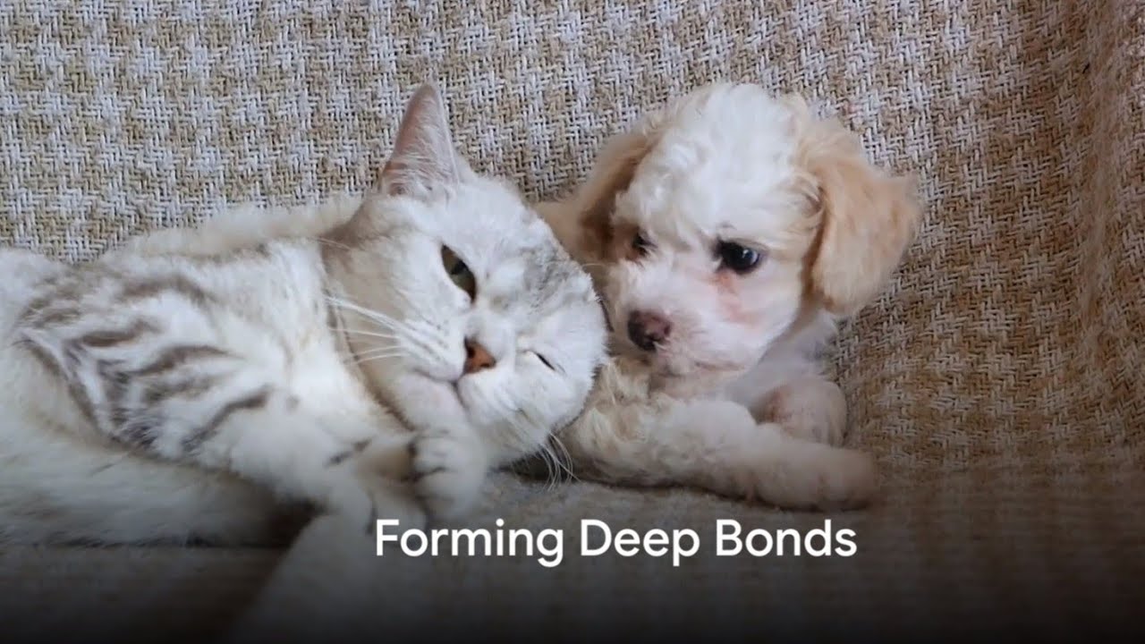 Furry Frenemies: Dogs and Cats Play - YouTube