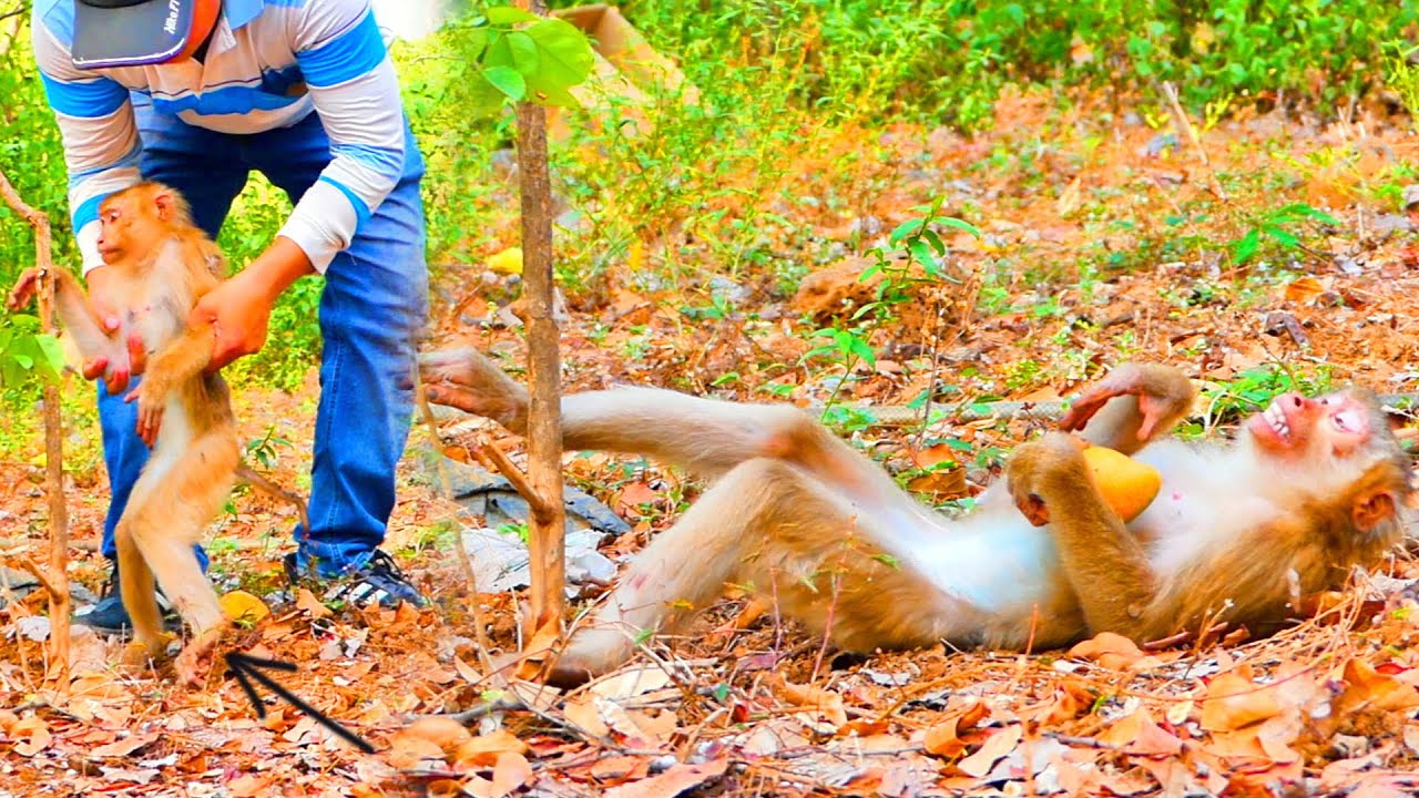 Update cute clip: Monkey MOKA get training from the kind Coach. - YouTube