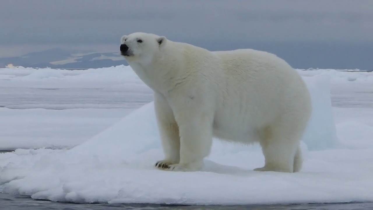 Polar Bear On Ice