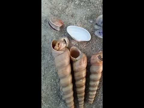Krabi ao nang beach pick up the biggest Boring turret snail shell(skrew ...