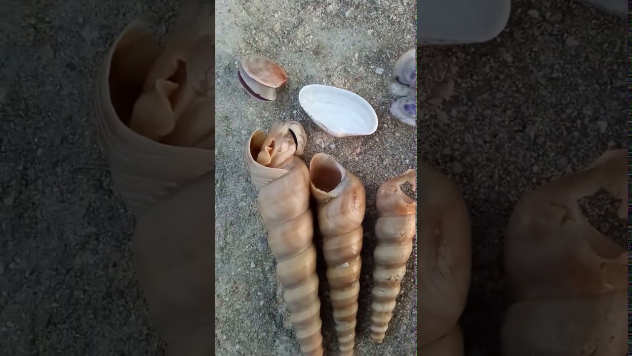 Krabi ao nang beach pick up the biggest Boring turret snail shell(skrew ...