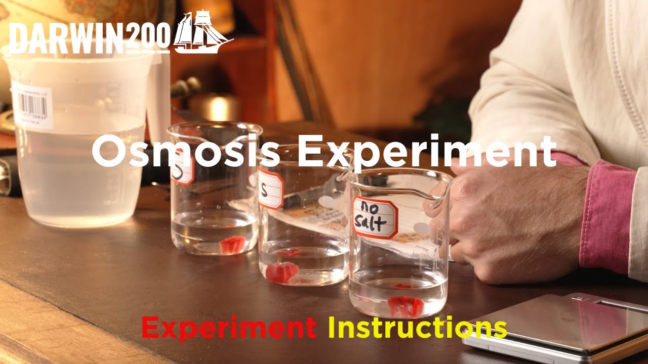 Osmosis Experiment (Segment from World's Most Exciting Classroom Episode 9) - YouTube