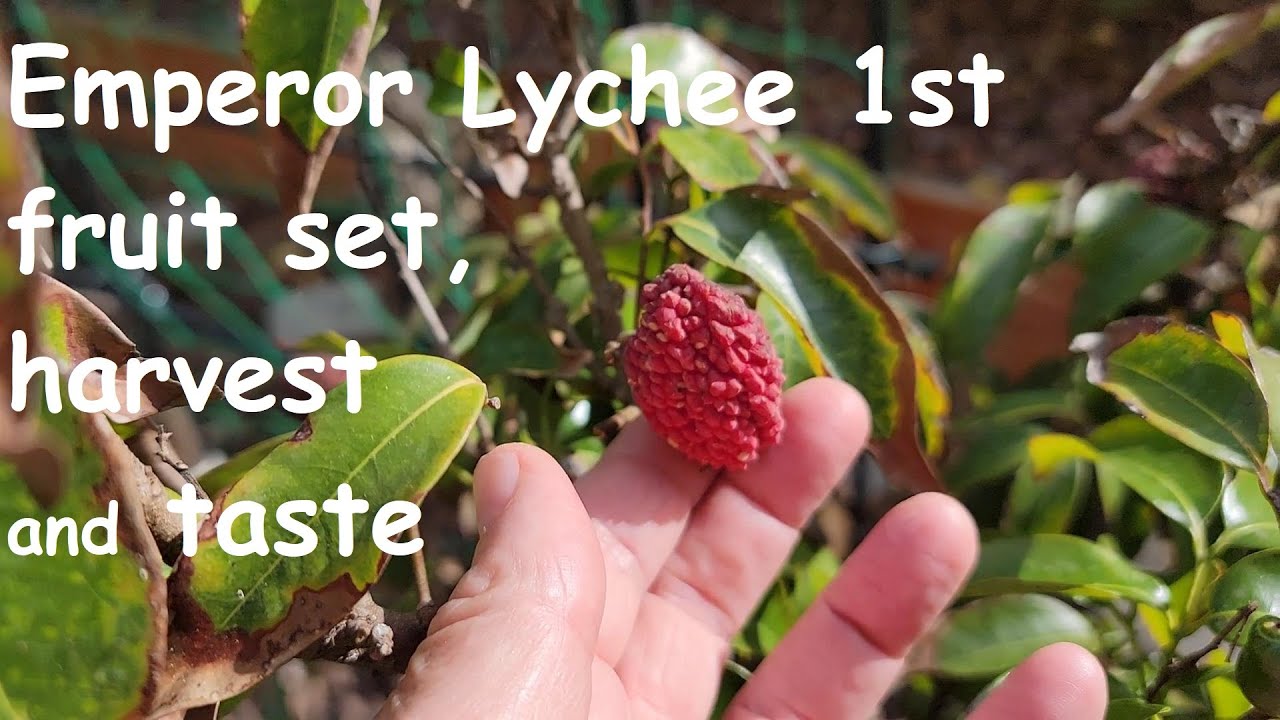 Lychee 1st fruit set (AKA: Litchi or Lichi) - YouTube