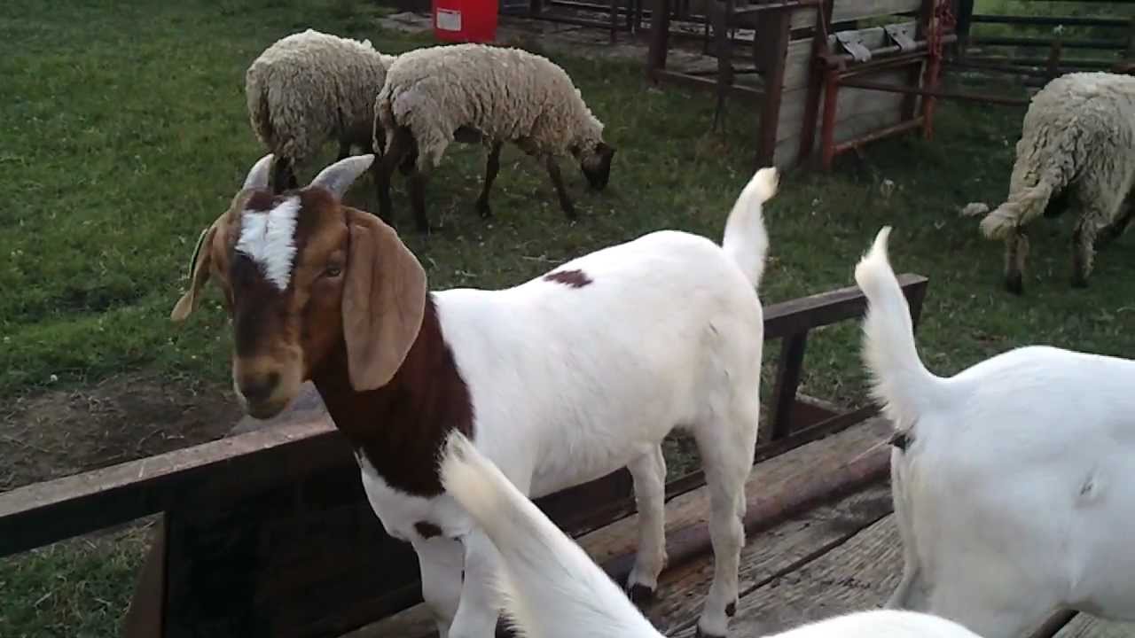 Goats on a Trailer - YouTube