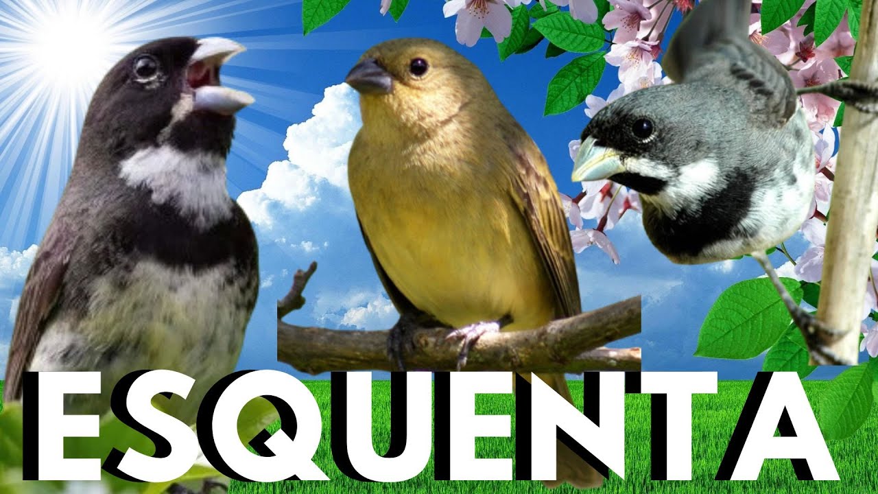 Coleiro tui-tui 💥 Canto de coleiro tui tui 💥 Coleiro tui tui cantando 💥 ...