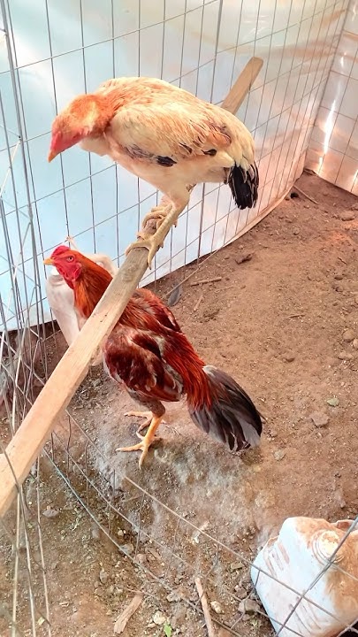 Lau qaib Agent47 son & C4 grand daughter. - YouTube