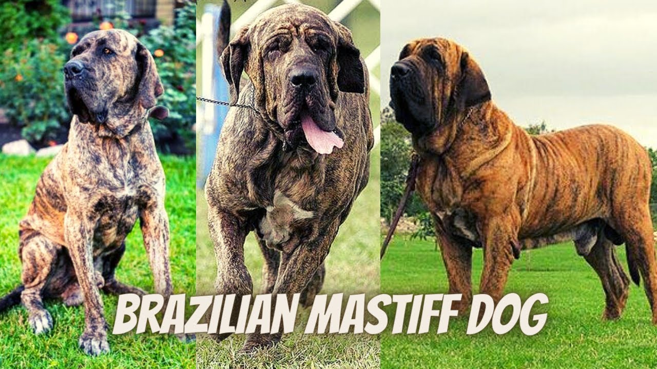 The Best Funny moments of an (Brazilian Mastiff) Dog Video - YouTube