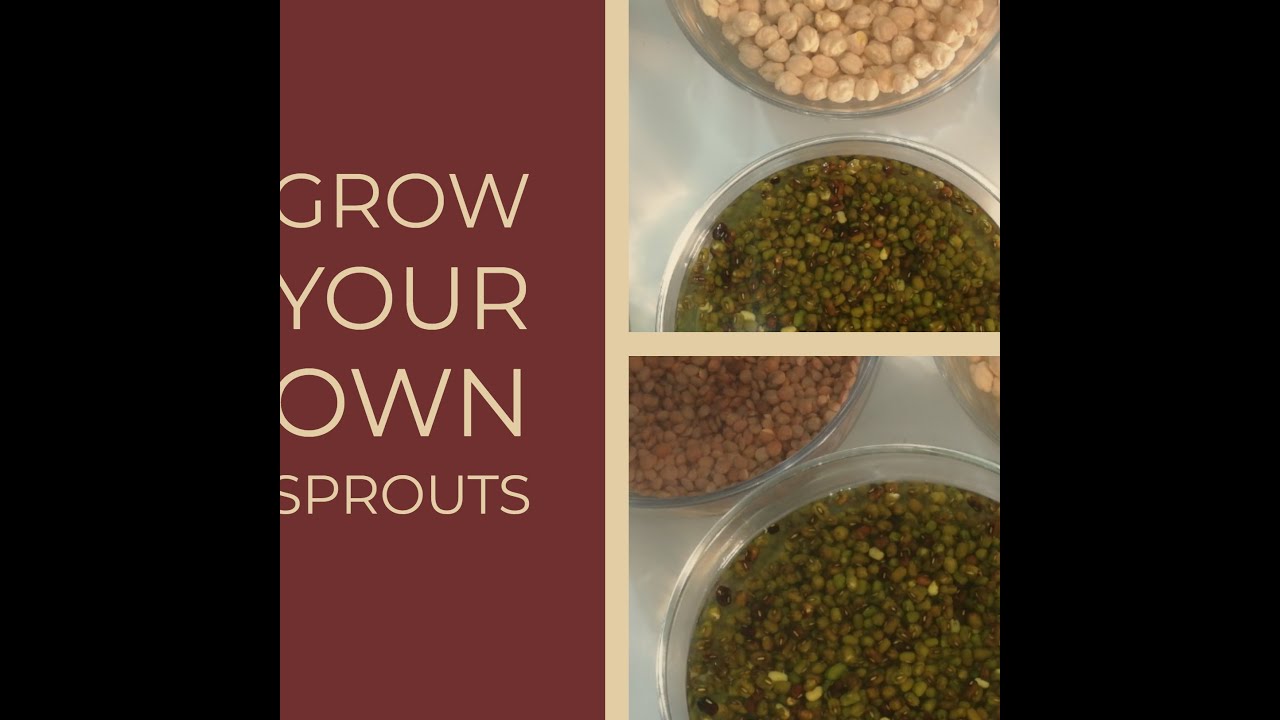 How to make sprouts at home by helping soul | super food - YouTube
