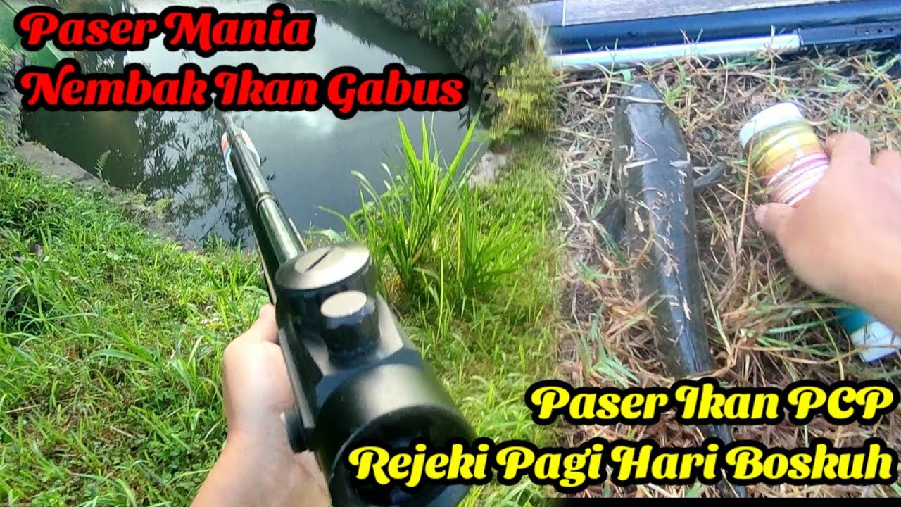 Paser Ikan PCP Nembak Ikan Gabus Rezeki Pagi Hari Boskuh - YouTube