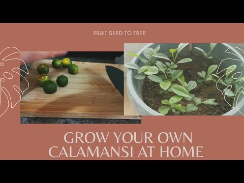 HOW TO GROW CALAMANSI FROM SEEDS | 2 EASY STEPS - YouTube