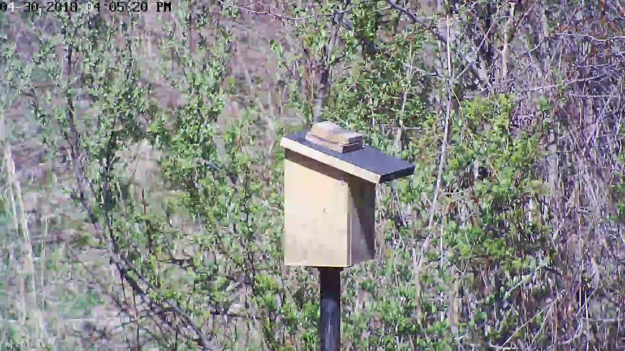Field Cam Live Stream - YouTube