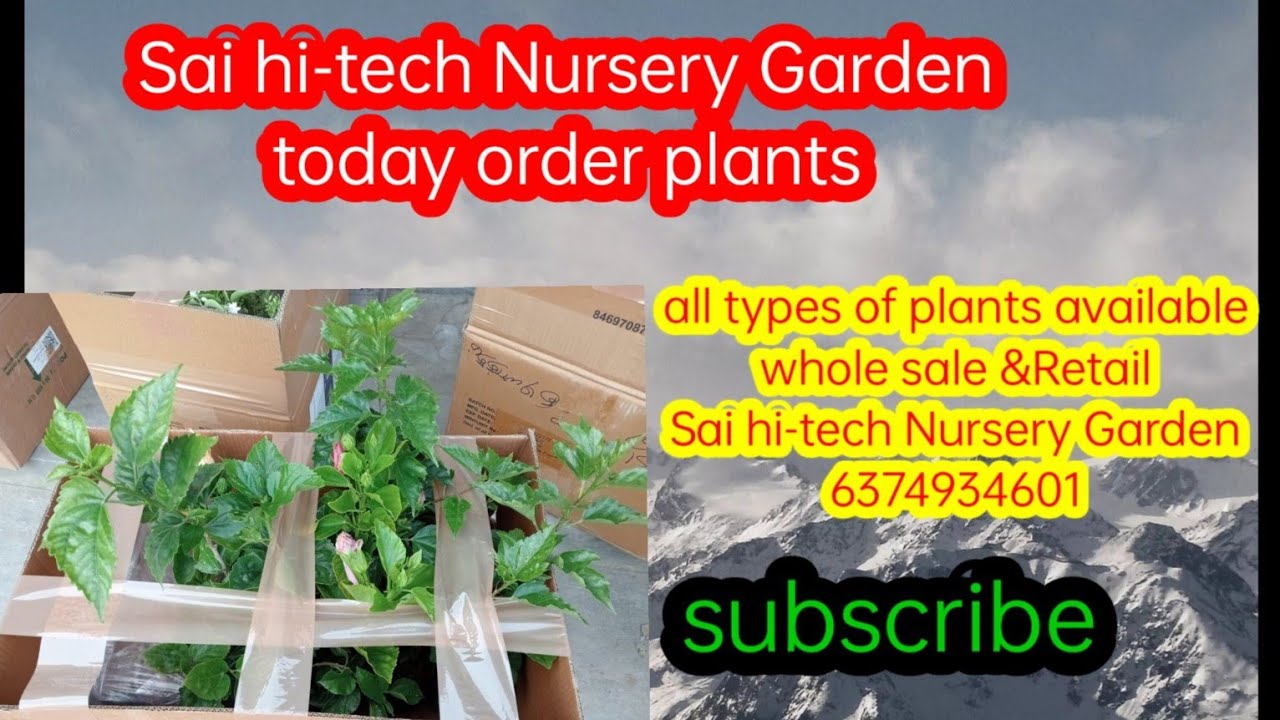 TODAY ORDER PLANT /Sai hi-tech Nursery Garden/6374934601 - YouTube
