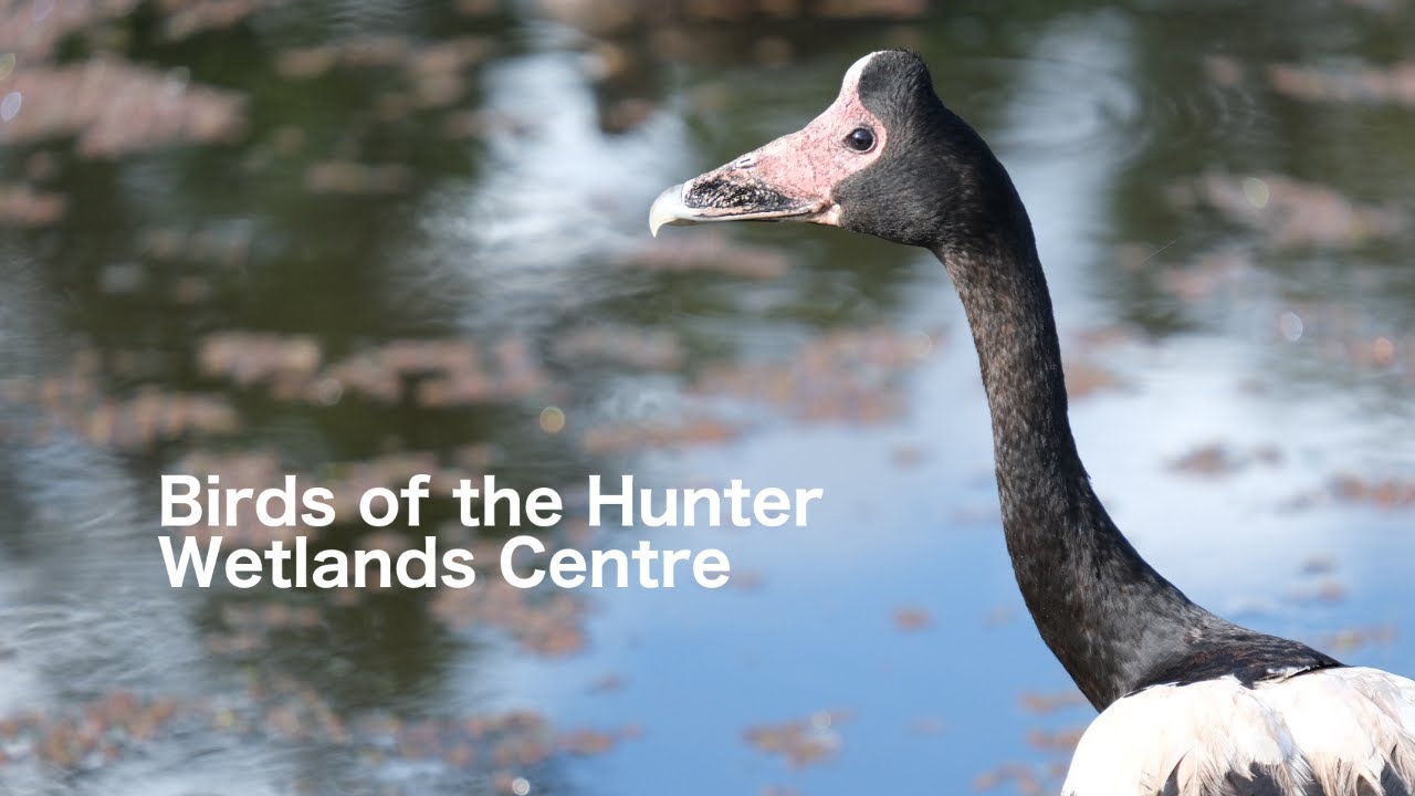 Birds of the Hunter Wetlands Centre - YouTube