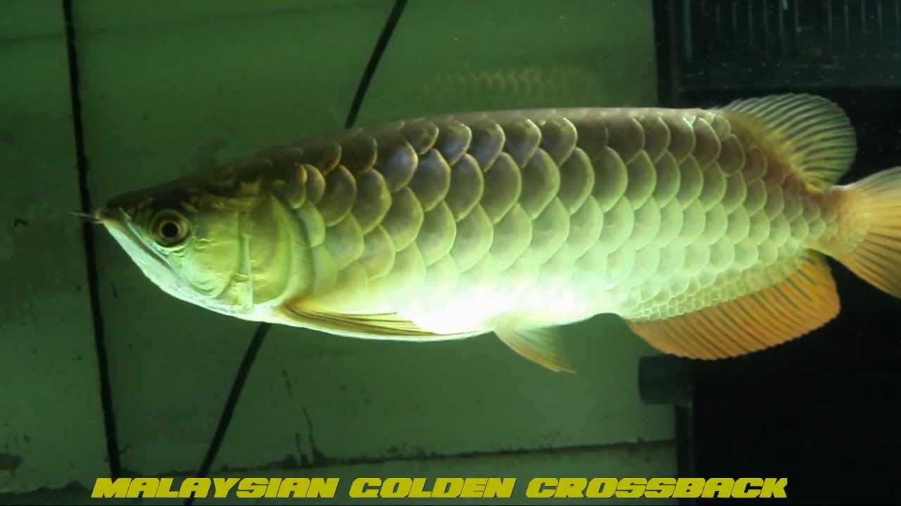 Malaysian Golden Crossback Arowana - YouTube