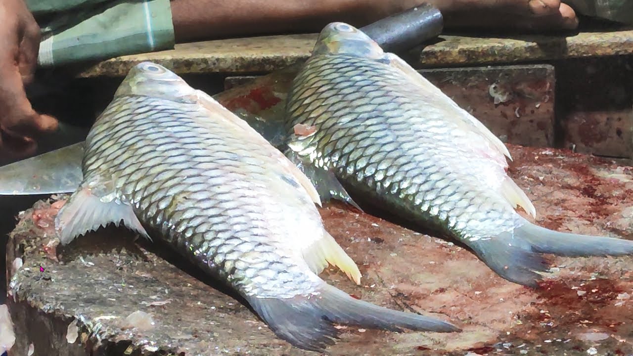 Big Size Puti Fish Cutting Skills Live in Fish Market | Amazing Fish ...