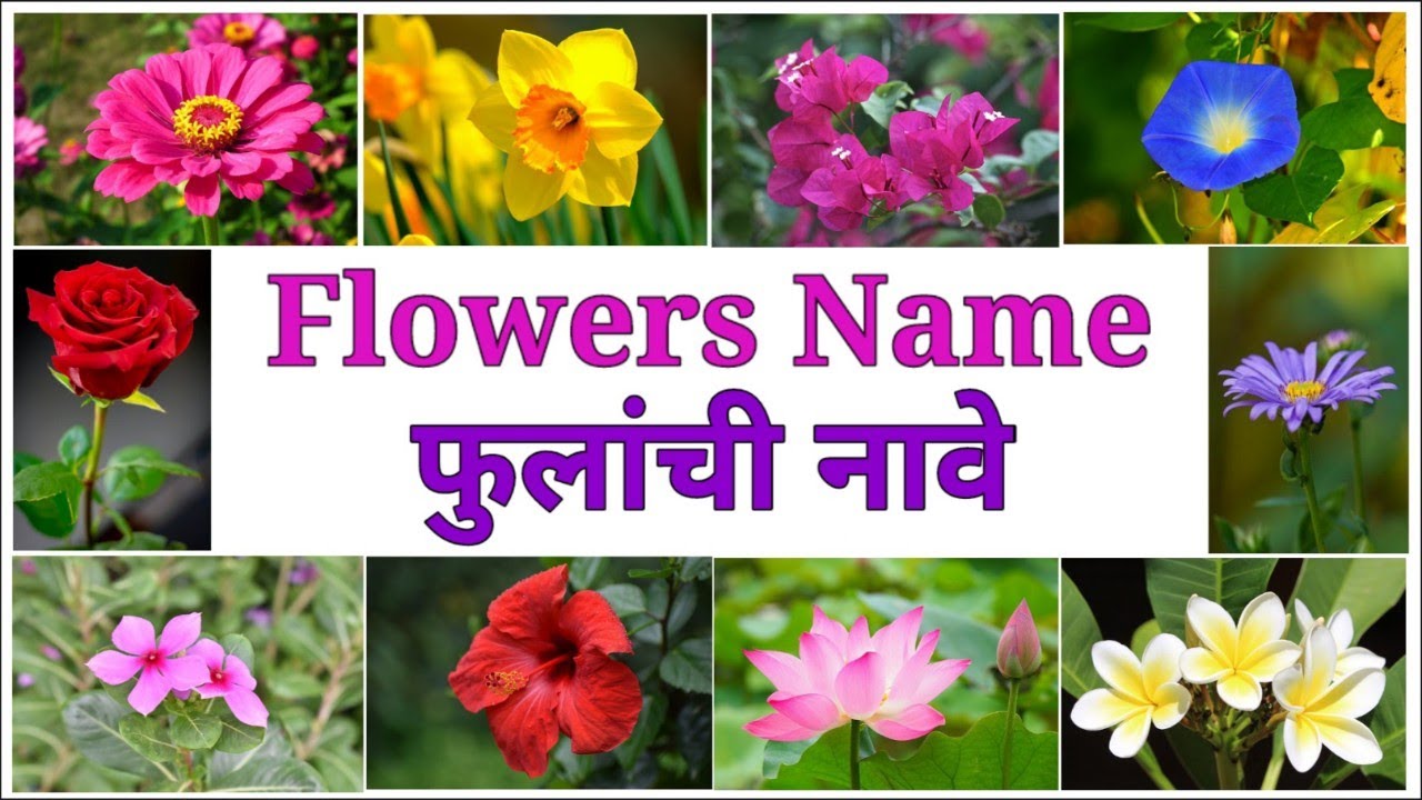 Flowers Name In Marathi | Best Flower Site