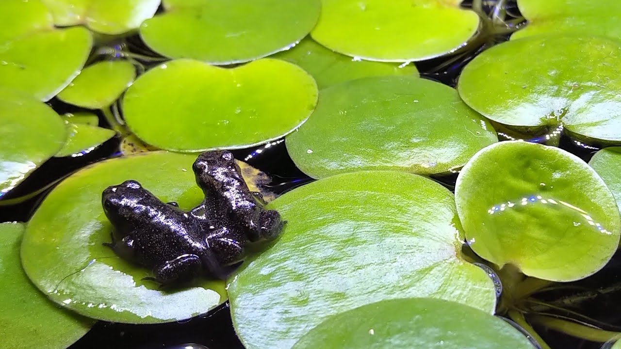 Toad babies ready for release... - YouTube