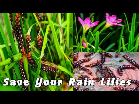 HOW I SAVE MY RAIN Lilies FROM AMARYLLIS BORER | Attack of Lily Borer ...