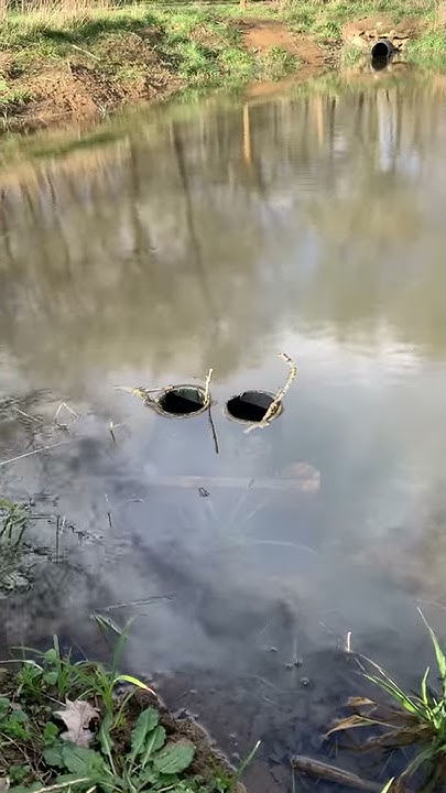 Pond overflow working perfectly - YouTube