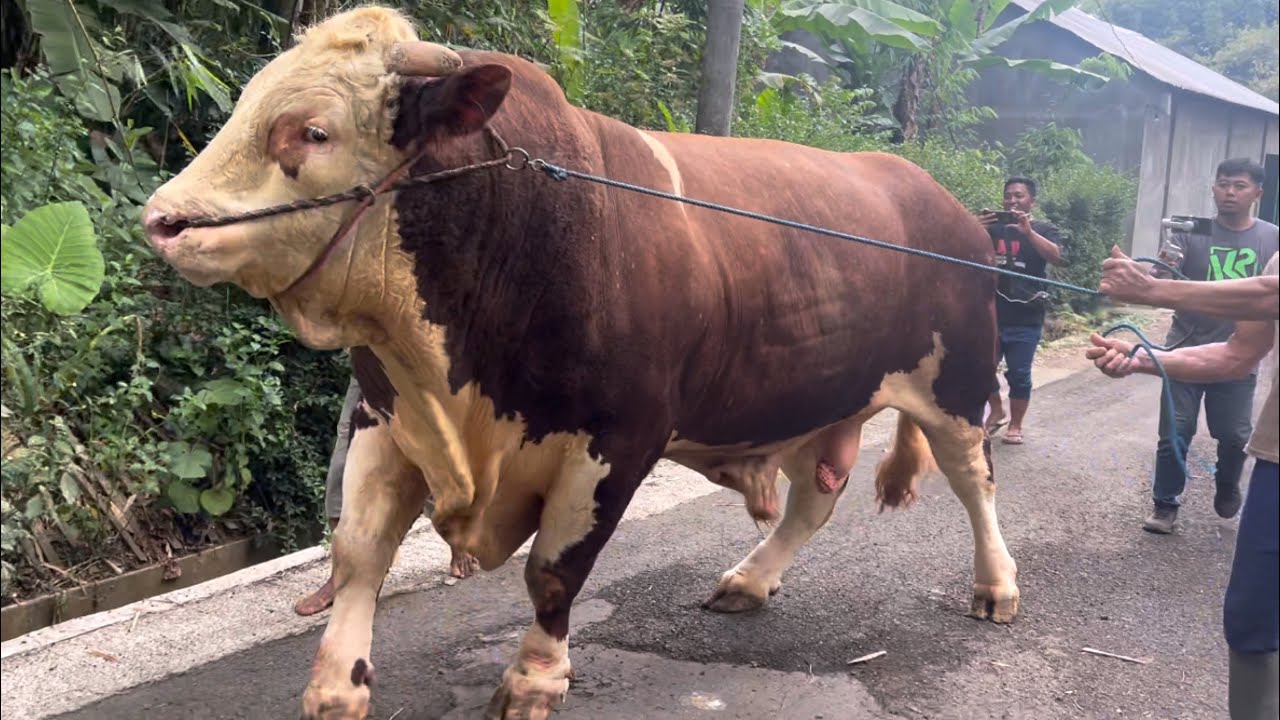 SAPI MONSTER 1.2 TON KELUAR KANDANG H.UDIN ‼️🔥🔥🔥 - YouTube