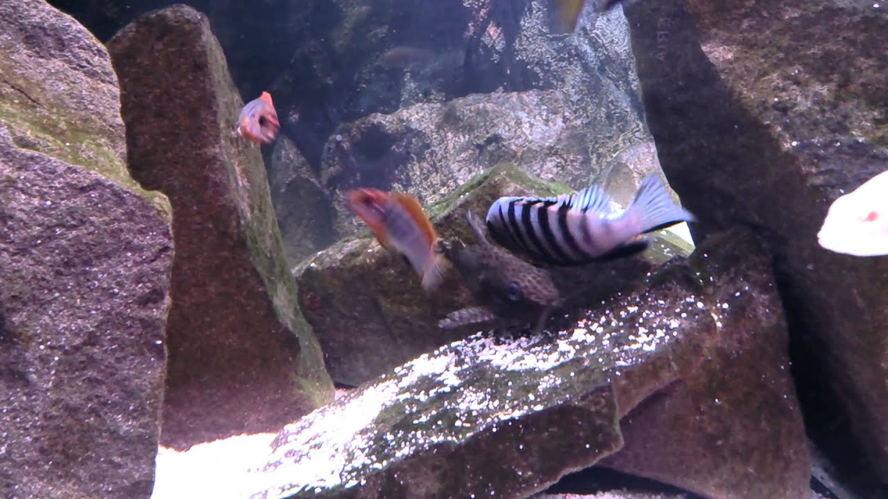 My Awesome new trio of Hongi Sweden...Worth every penny for this vid ...