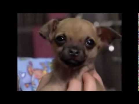 Guile's Theme fits everything - ASPCA (Sad Dog Commercial) - YouTube